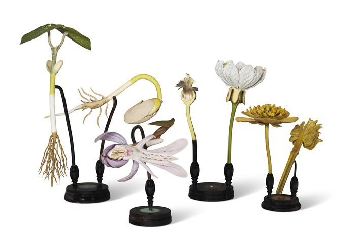 A GROUP OF FOUR GERMAN DIDACTIC BOTANICAL MODELS, BY ROBERT AND ...