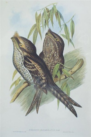 Marbled podargus Podargus marmoratus by John Gould on artnet