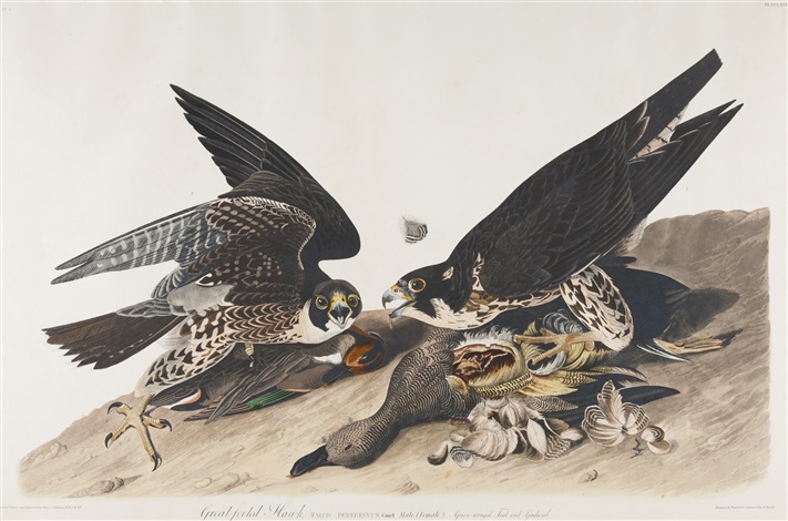 GREAT-FOOTED HAWK PLATE XVI by John James Audubon on artnet