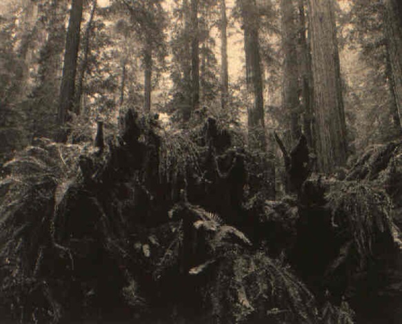 Redwood stump and ferns, Rockefeller Grove by Ansel Adams on artnet