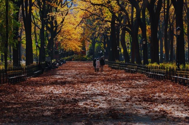 Central Park by Peter Lik on artnet