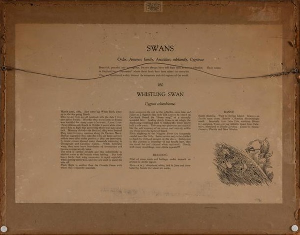 Swans in Flight by Rex Brasher on artnet