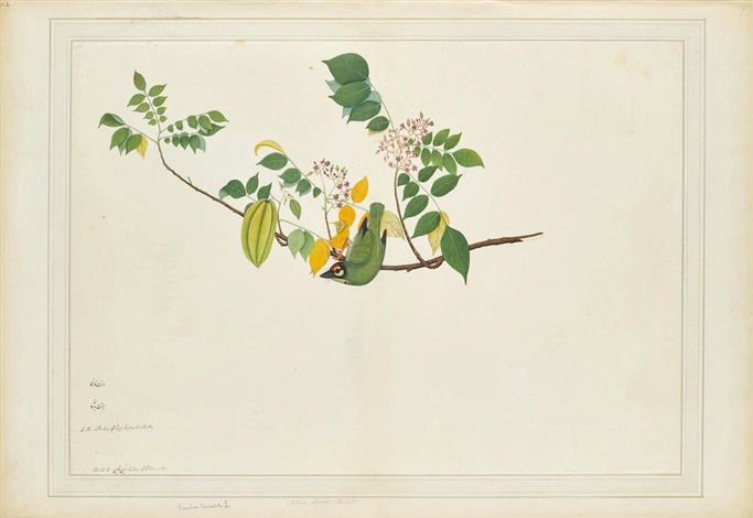 A PAINTING FROM THE IMPEY ALBUM A COPPERSMITH BARBET MEGALAIMA ...
