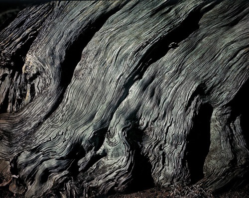 Cypress, Point Lobos by Edward Weston on artnet