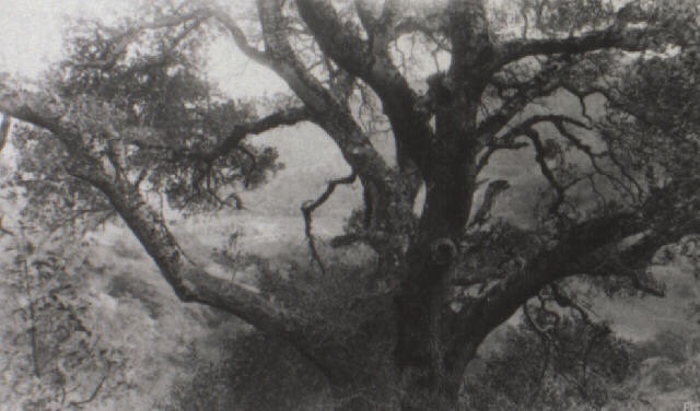 Marin County, California by George Fiske on artnet