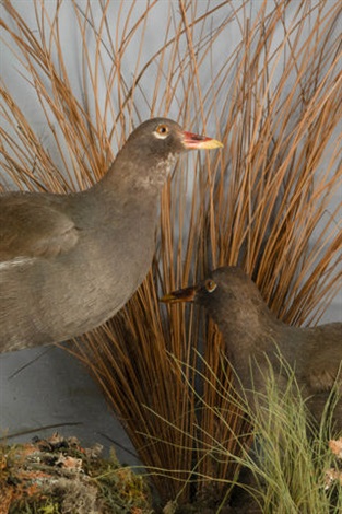 Forest scene with pheasants by Richard Robjent on artnet