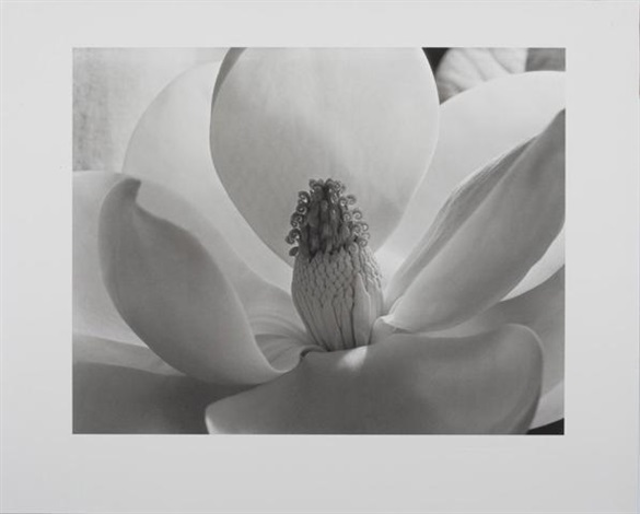 Magnolia Blossom by Imogen Cunningham on artnet