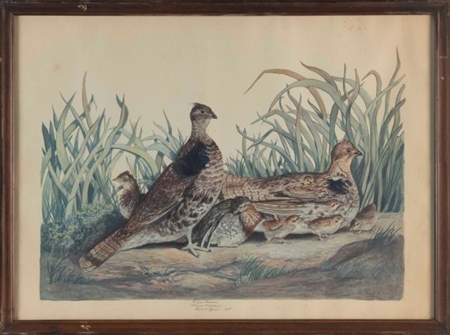 Five Bird Prints From The Portfolio Twenty Birds Of Mt. Desert Island ...