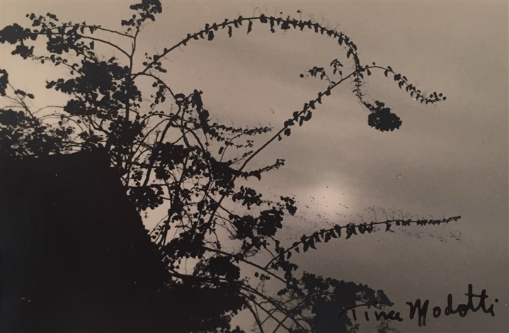 Untitled Flowers by Tina Modotti on artnet