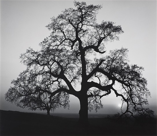 Oak Tree, Sunset City, Sierra Foothills, California by Ansel Adams on ...