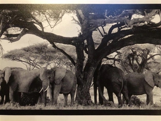 Elephants and Baboons under Kilimanjaro by Peter Beard on artnet