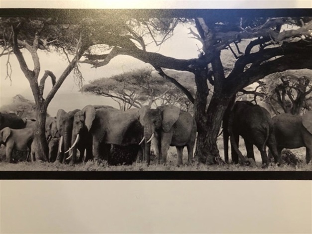 Elephants and Baboons under Kilimanjaro by Peter Beard on artnet