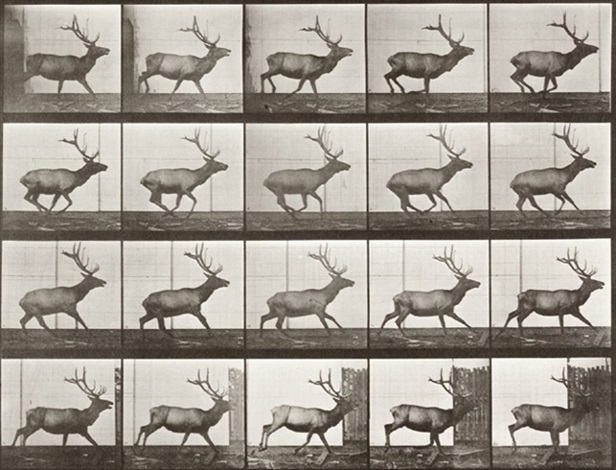 Group of 10 Plates of Images of Animals from Human and Animal ...