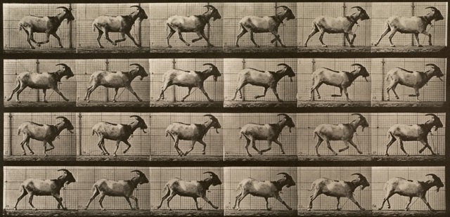 Group of 10 Plates of Images of Animals from Human and Animal ...