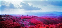 Richard Mosse | Artnet