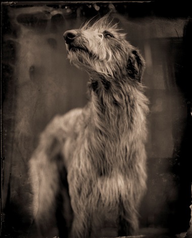 Bog Dog by Keith Carter on artnet