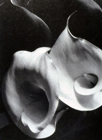 Imogen Cunningham | Artnet