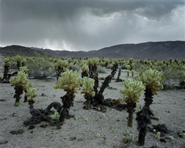 Laura McPhee Events - Laura McPhee on artnet