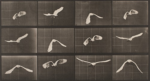 Eadweard Muybridge Events - Eadweard Muybridge on artnet