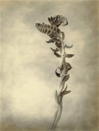 Thomas Brummett | Artnet