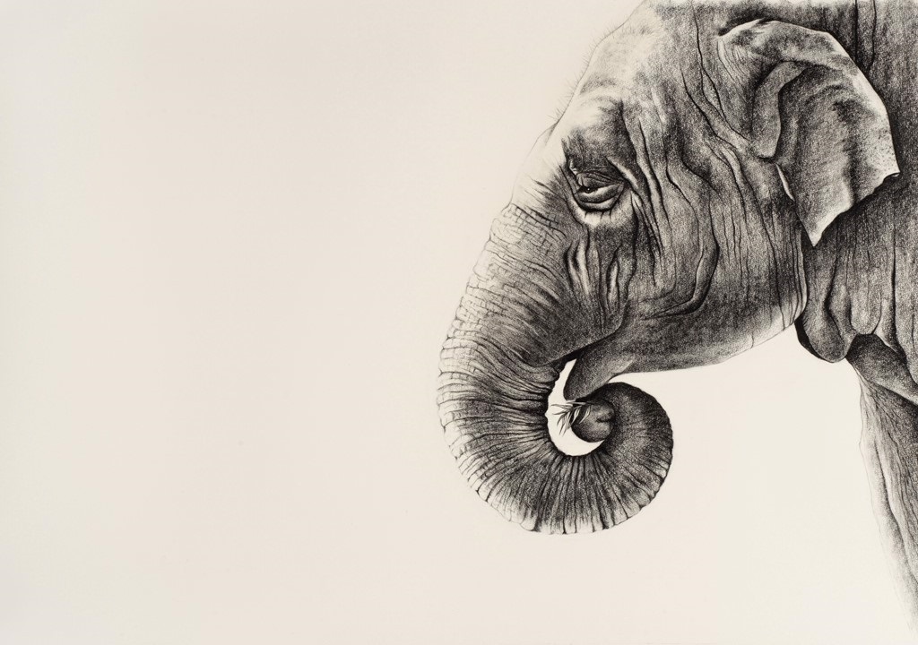 Asian Elephant Drawing Head