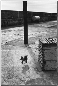 Elliott Erwitt | Artnet