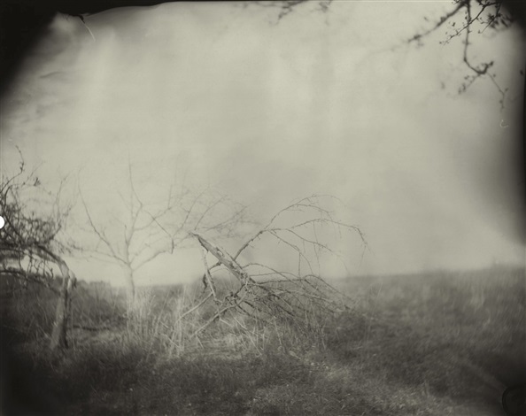 Georgia Untitled Little Branch by Sally Mann on artnet