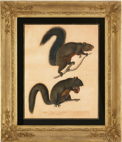 Long Haired Squirrel by John James Audubon on artnet