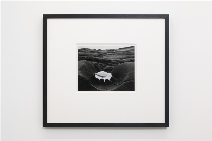 Shell and Rock Arrangement by Edward Weston on artnet