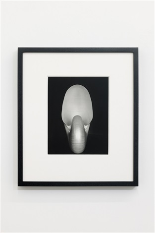 Shell by Edward Weston on artnet