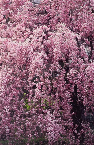 Cherry trees, Japan by Toshinobu Takeuchi on artnet
