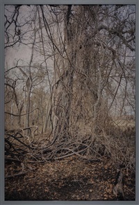 Kate Breakey | Artnet