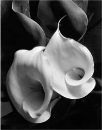 Imogen Cunningham | Artnet