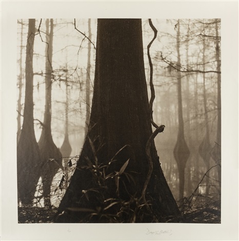 Swamp Tree by David Halliday on artnet