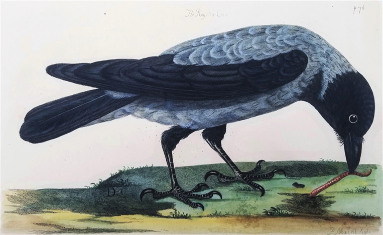The Royston Crow Hooded Crow by Thomas Pennant on artnet