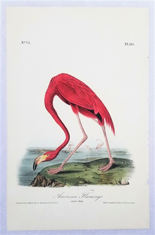 American Flamingo by John James Audubon on artnet