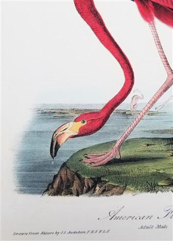 American Flamingo by John James Audubon on artnet