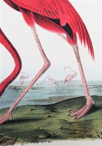 American Flamingo by John James Audubon on artnet