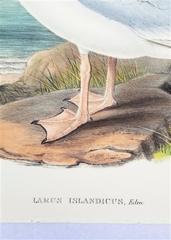 Larus Islandicus Iceland Gull by John Gould on artnet