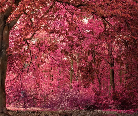 Cherry Berch Herbarium Cryptid by Geert Mul on artnet