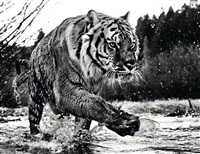 David Yarrow | Artnet