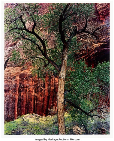 Old Cottonwood Tree, Moki Canyon, Glen Canyon, Utah by Eliot Porter on ...