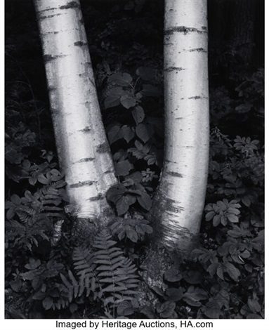 Birch Trunks by John Sexton on artnet