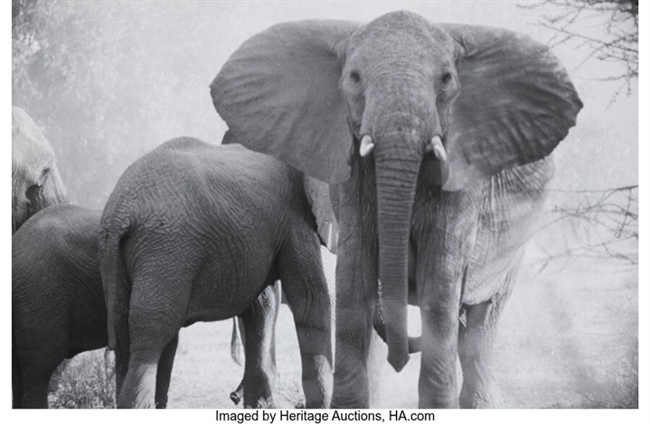 Elephant. Kenya 5 works, 1990 by Peter Beard on artnet