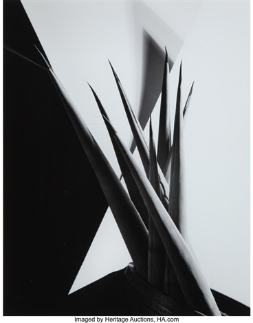 Agave Design by Imogen Cunningham on artnet