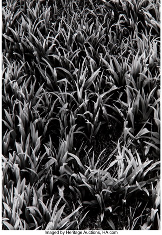 Untitled Plants by David Currie on artnet