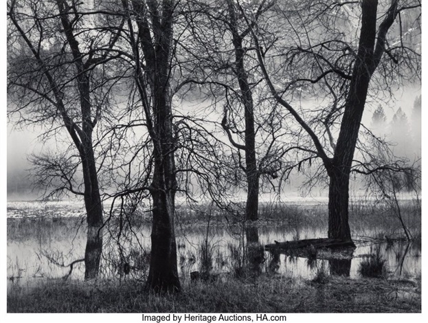 Trees by John Sexton on artnet