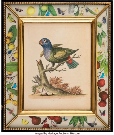 Twelve Parrot Works from either A Natural History of Uncommon Birds, or ...