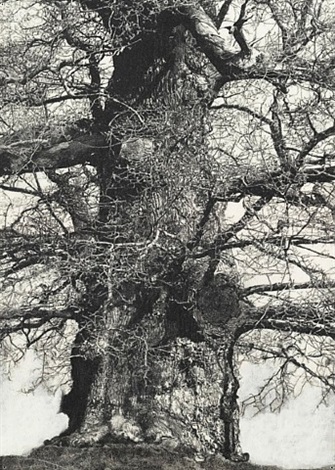 Drawings of Old Trees summer 2010 by Patrick van Caeckenbergh on artnet