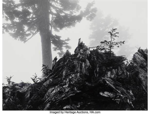 Tree, Stump and Mist, Northern Cascades Rauge, Washington by Ansel ...